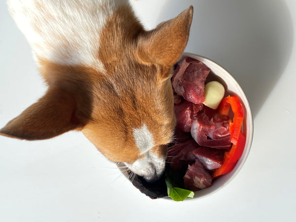 How to Transition to Raw - The Raw Dog Food Co